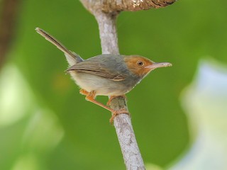 Olive-backed Tailorbird - Orthotomus sepium - Birds of the World