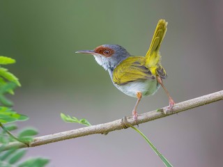 Rufous-fronted Tailorbird - Orthotomus frontalis - Birds of the World