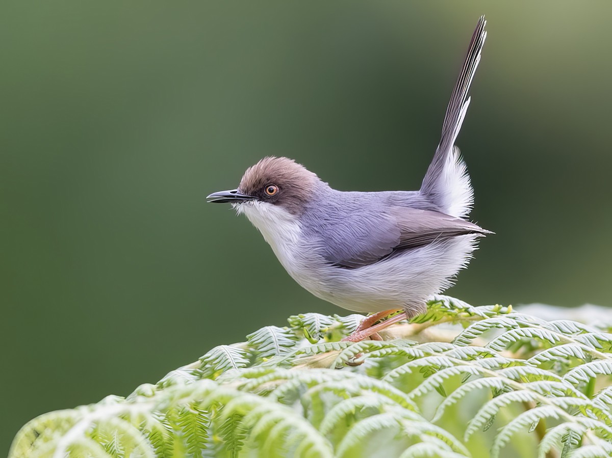 Brown-headed Apalis - Apalis alticola - Birds of the World