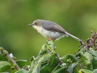 Gray Apalis - Apalis cinerea - Birds of the World