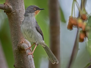 Chestnut-throated Apalis - Apalis porphyrolaema - Birds of the World