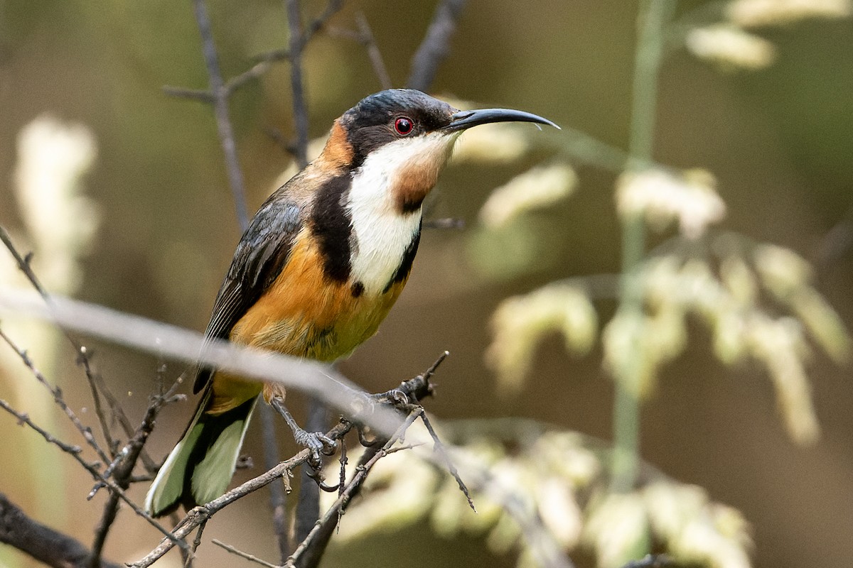 eBird Australia Checklist - 28 Dec 2022 - Wicks Reserve - 20 species