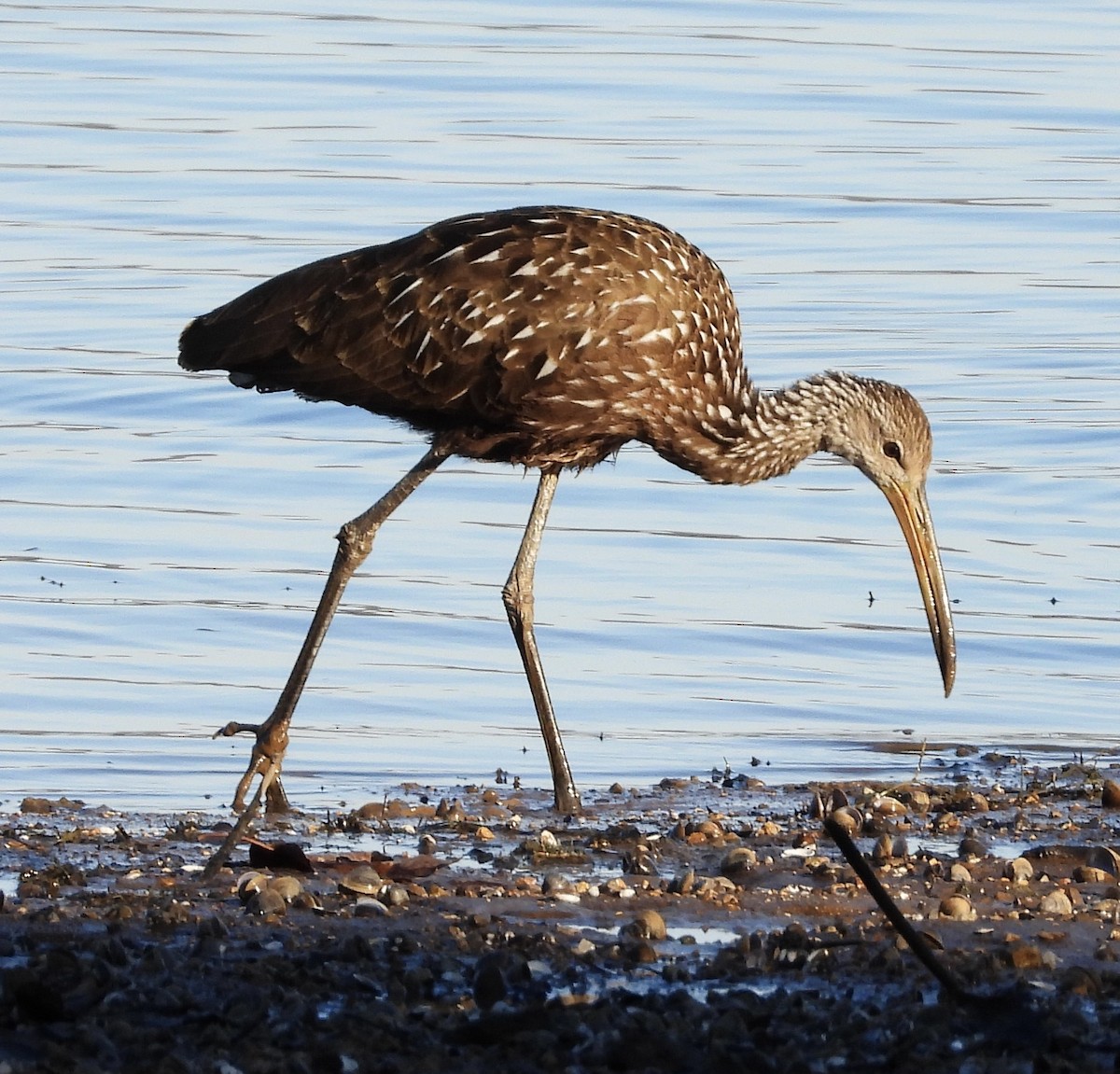 eBird Checklist - 27 Dec 2022 - Chester Frost Park - 22 species