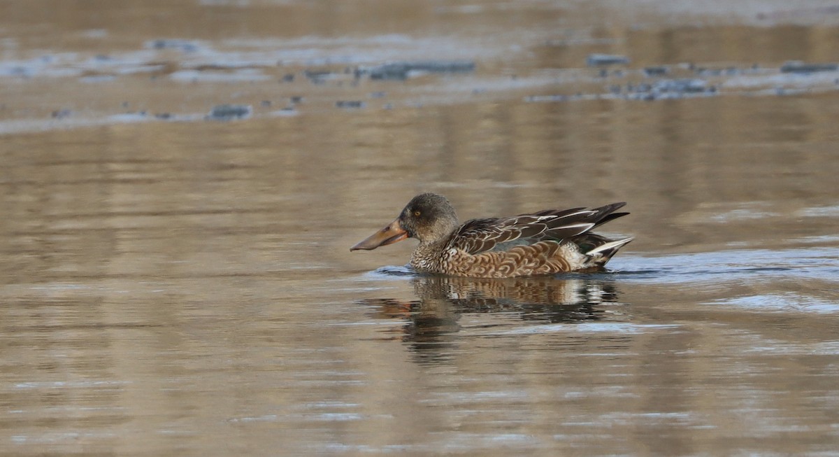 New York Breeding Bird Atlas Checklist - 27 Dec 2022 - Wertheim NWR ...