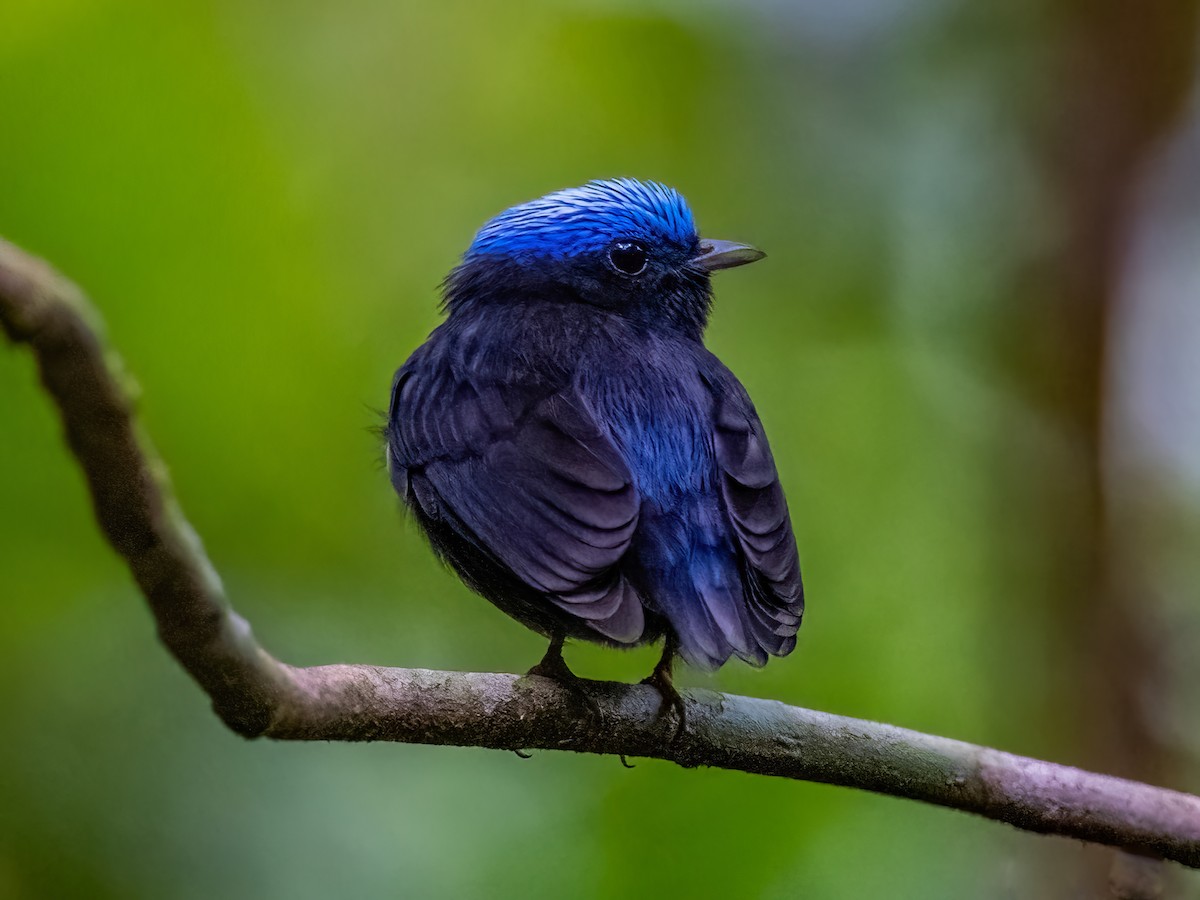 Blue-capped Manakin - Lepidothrix coronata - Birds of the World