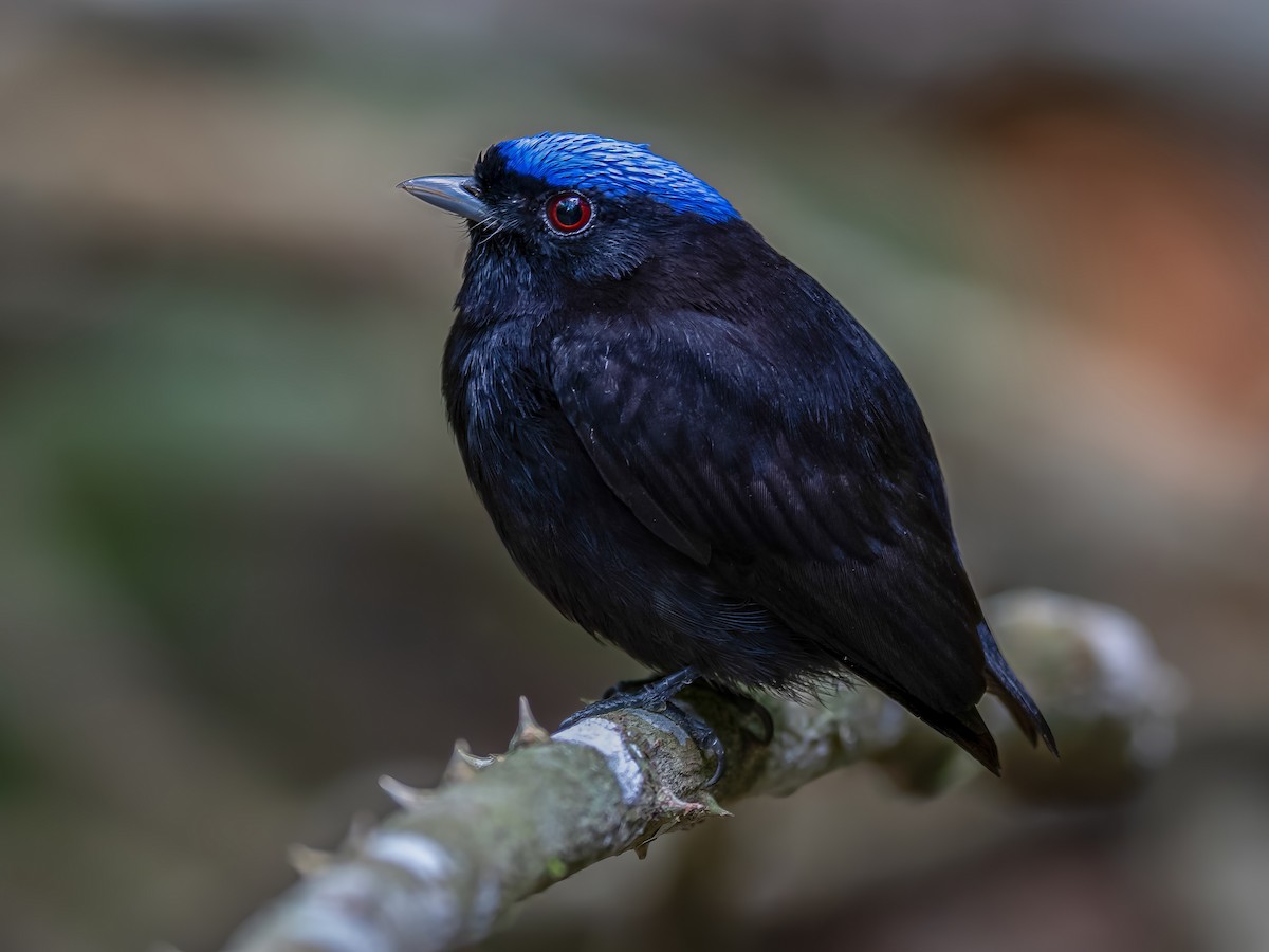 Velvety Manakin - Lepidothrix velutina - Birds of the World