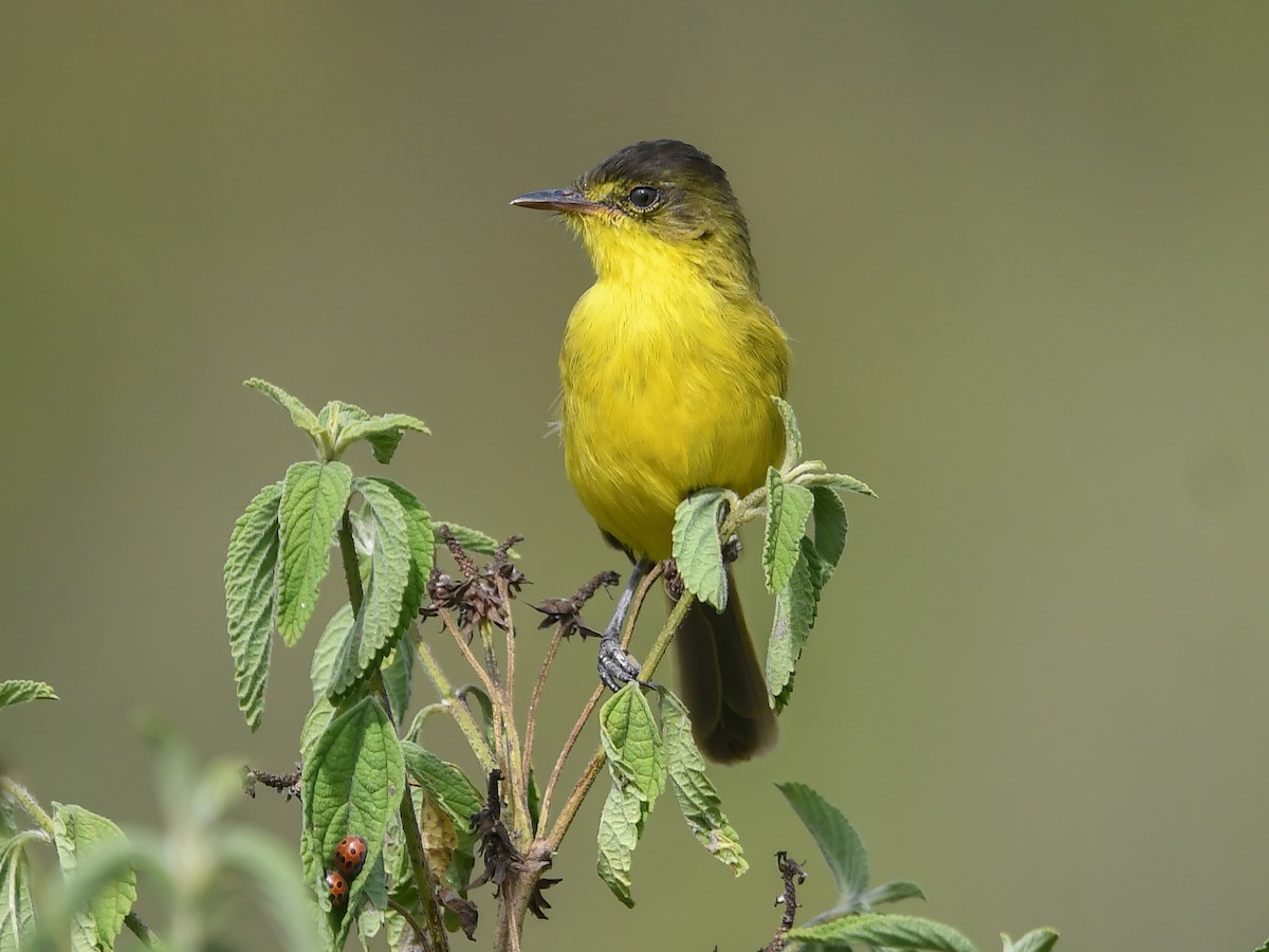 African Yellow-Warbler - Iduna natalensis - Birds of the World