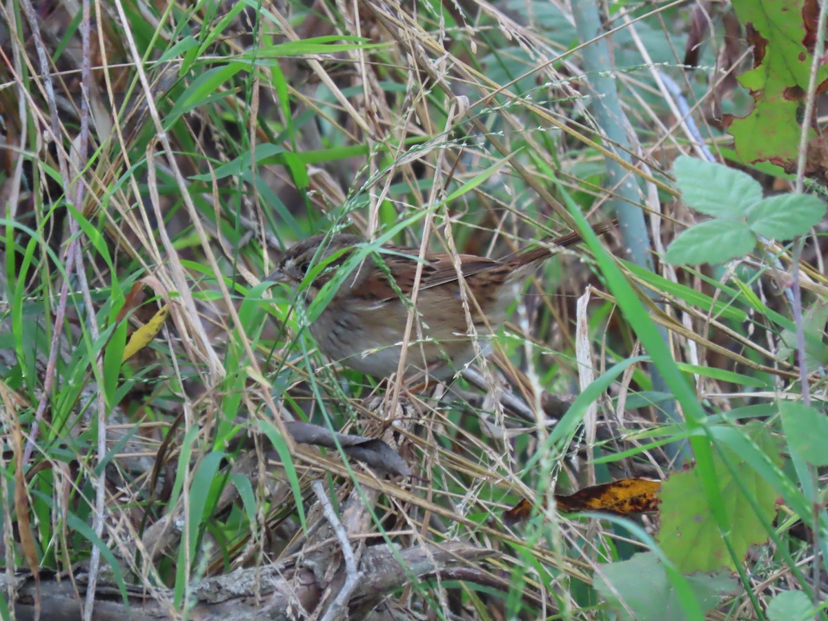 eBird Checklist - 27 Dec 2022 - Famosa Slough - 1 species