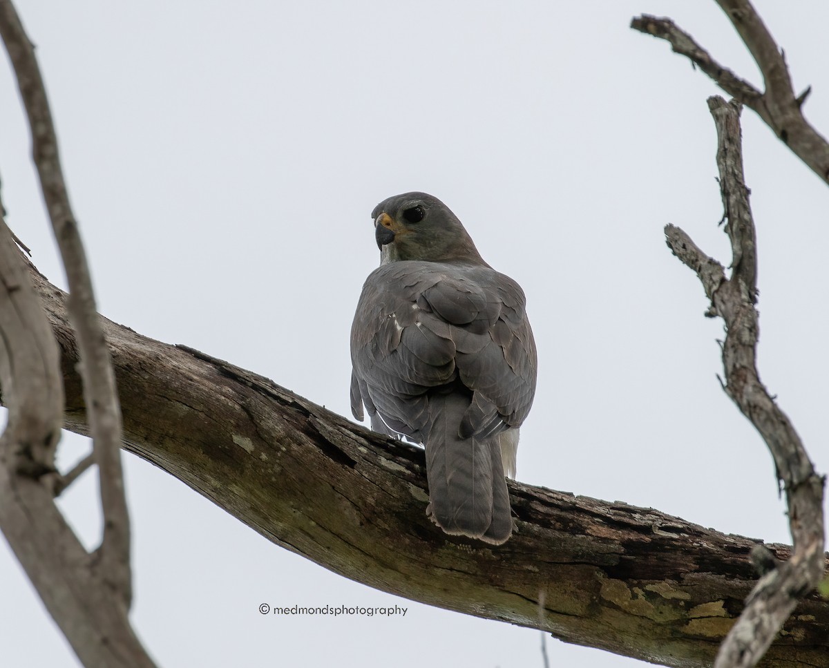 eBird Australia Checklist - 28 Dec 2022 - 72 Hillview Road, Julatten ...
