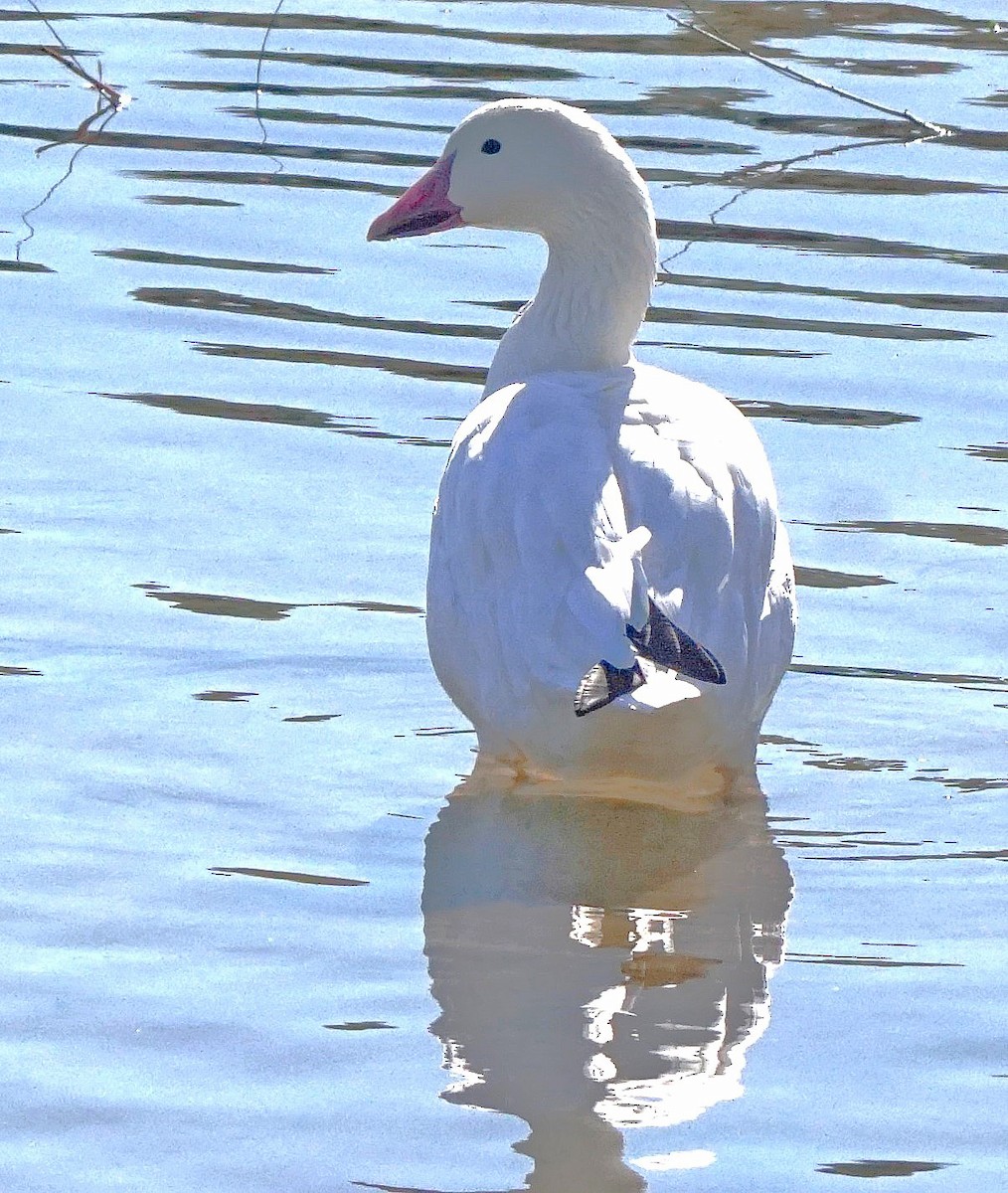 eBird Checklist - 27 Dec 2022 - IG Levy Park, Pascagoula, MS - 24 species