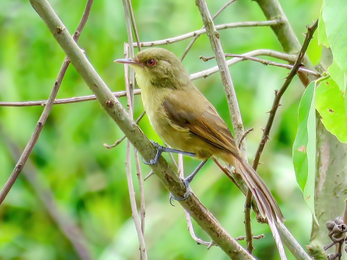 Papyrus Yellow-Warbler - Calamonastides gracilirostris - Birds of the World
