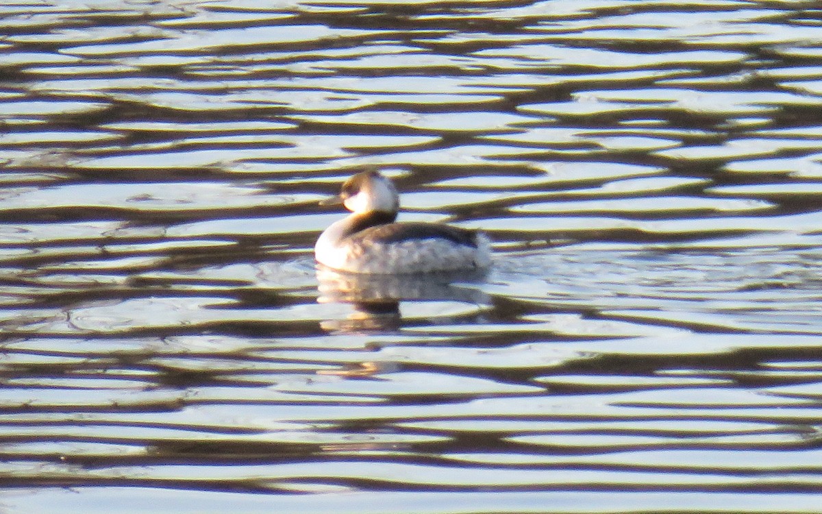 eBird Checklist - 28 Dec 2022 - Silver Lake Regional Park - 21 species