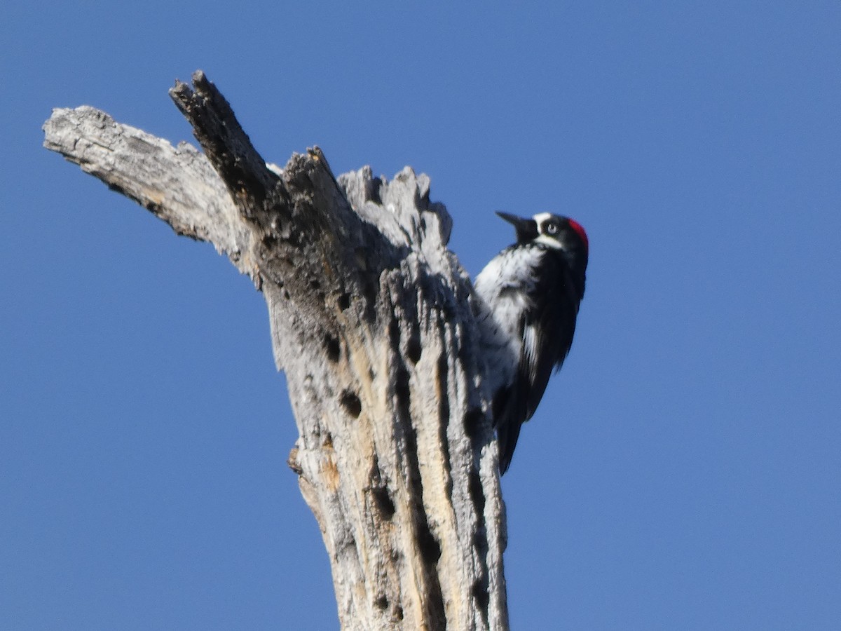 eBird Checklist - 27 Dec 2022 - Graduation Canyon - 15 species