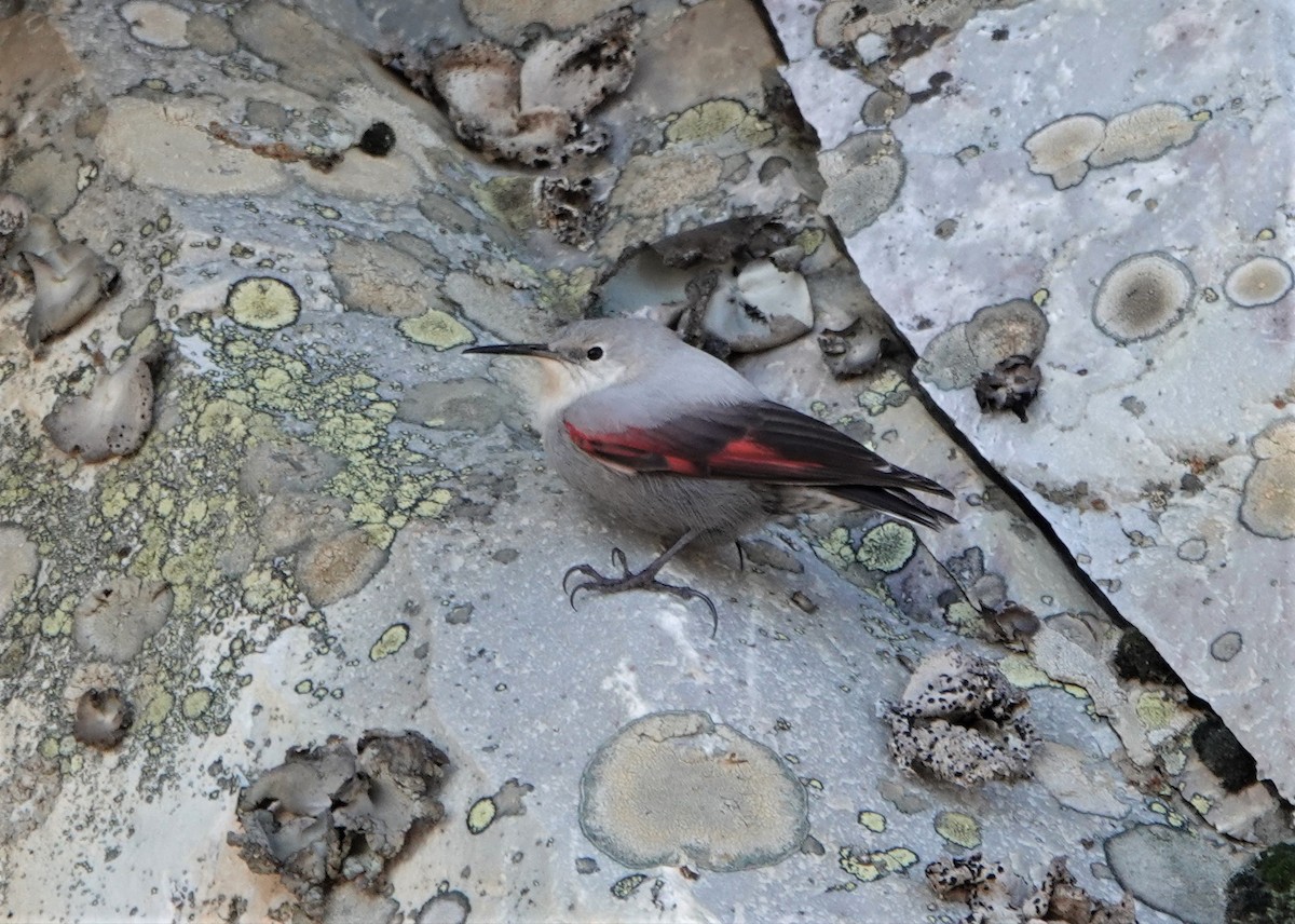 eBird Checklist - 28 Dec 2022 - Pico Villuercas - 12 species