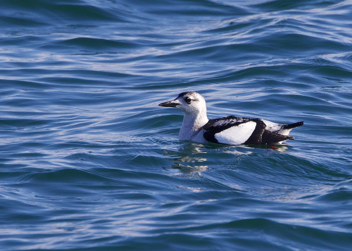 eBird Checklist - 28 Dec 2022 - Edward Vincent Ecker, Sr. County Park ...