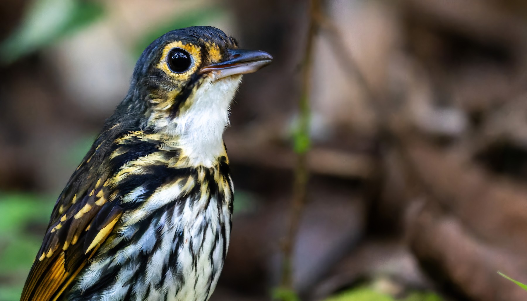 シマムネモリジアリドリ（perspicillatus） - eBird