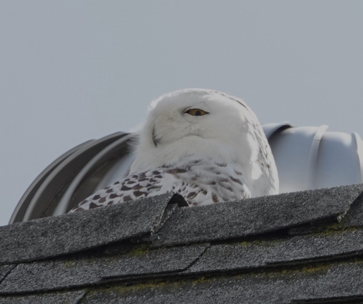 eBird Checklist - 28 Dec 2022 - stakeout Snowy Owl, Cypress (2022-2023 ...