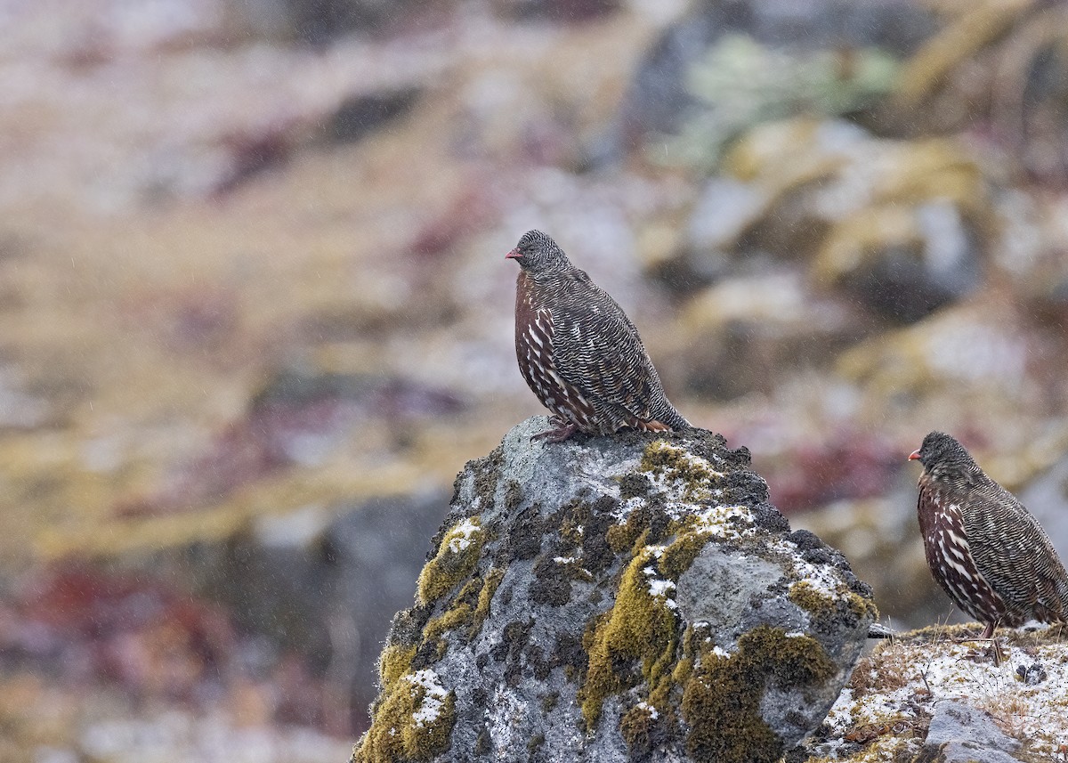 eBird Checklist - 8 Apr 2022 - Sela Pass - 10 species