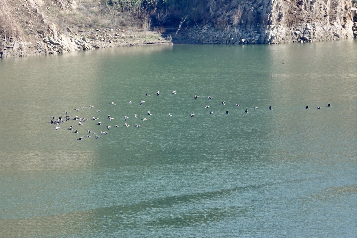 eBird Checklist - 28 Dec 2022 - Lake Piru - 62 species (+2 other taxa)