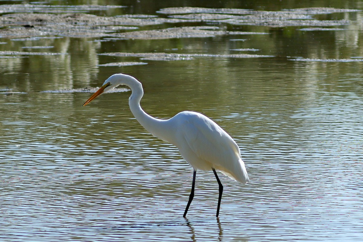 eBird Checklist - 19 Dec 2022 - Riparian Preserve at Gilbert Water ...