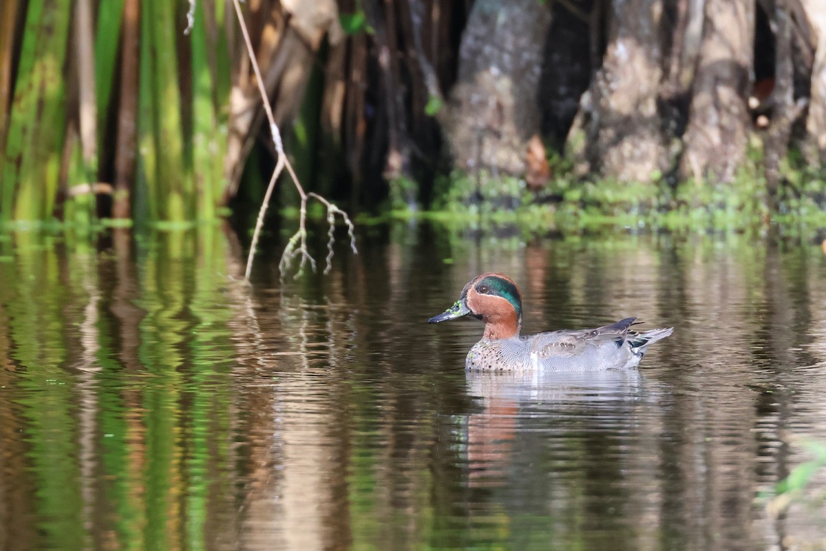 eBird Checklist - 29 Dec 2022 - Peaceful Waters Sanctuary - 20 species