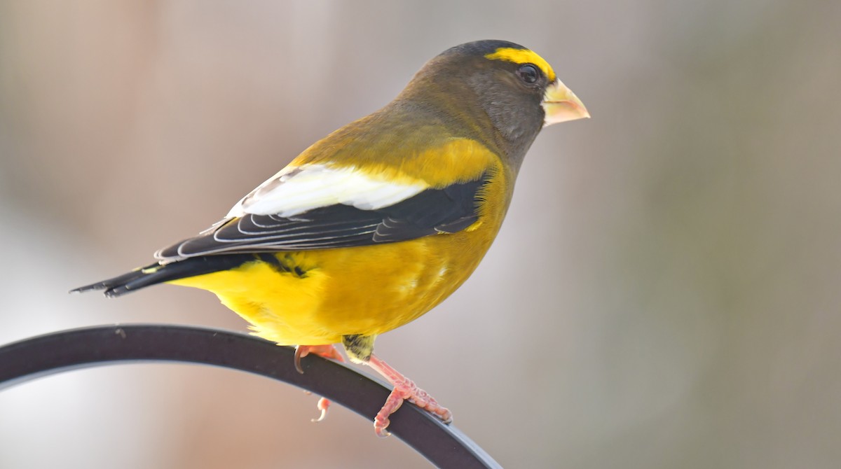 eBird Québec Checklist - 29 Dec 2022 - Lac Blouin - 9 species