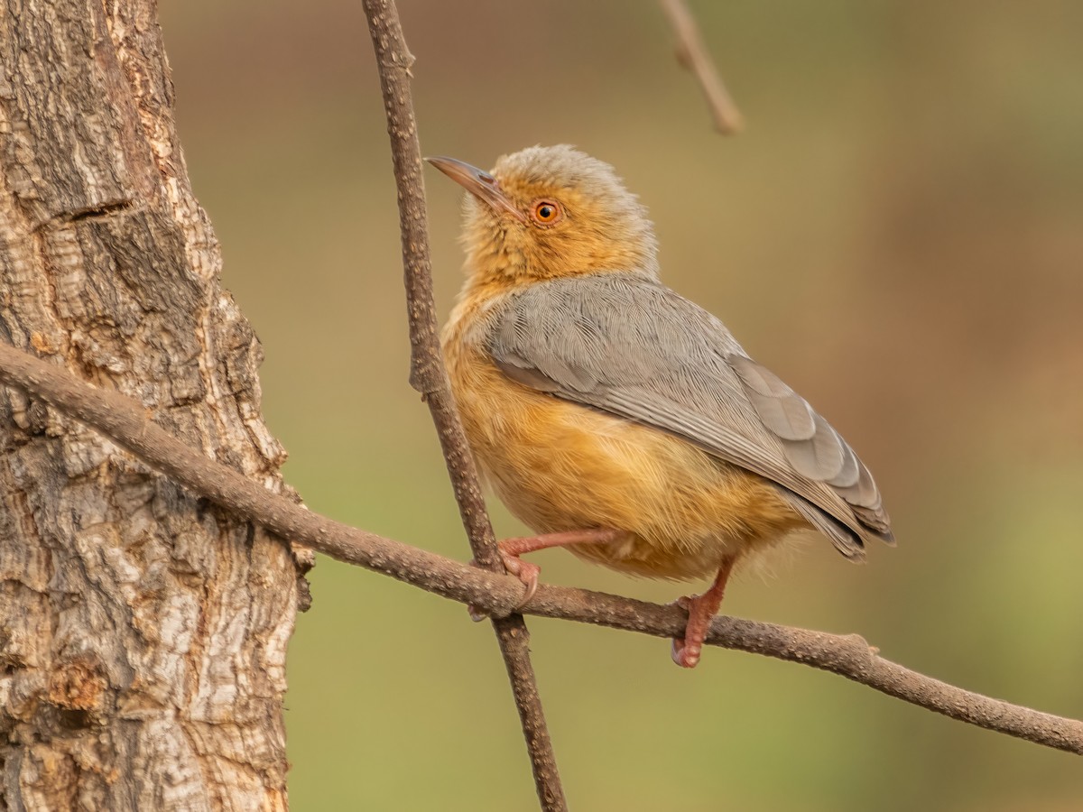 Red-faced Crombec - Sylvietta whytii - Birds of the World
