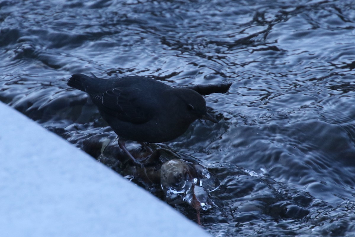 Montana eBird Checklist - 29 Dec 2022 - Lichen Cliff FA - 3 species