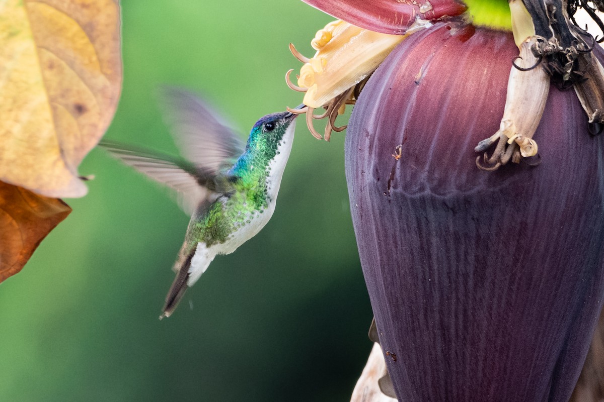 eBird Colombia Checklist - 27 Dec 2022 - El Guaico - Abejorral - 48 species