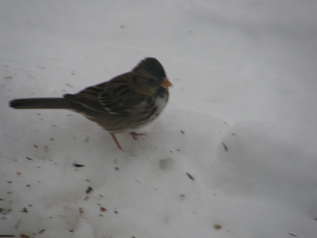 eBird Québec Checklist - 29 Dec 2022 - Fabre : Domaine du Lac Laforest ...