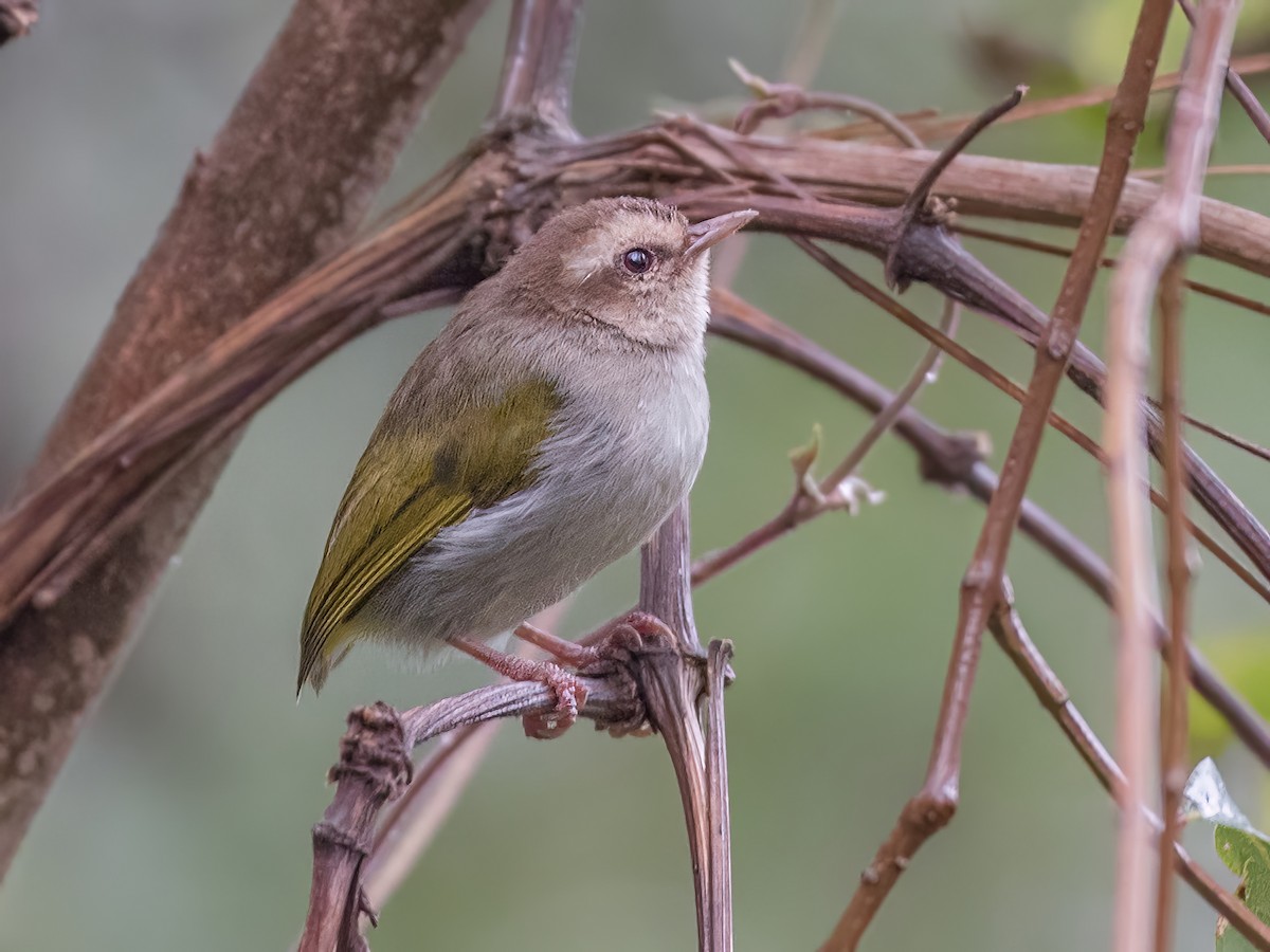 White-browed Crombec - Sylvietta leucophrys - Birds of the World