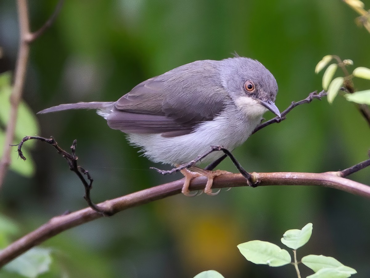 Gosling's Apalis - Apalis goslingi - Birds of the World