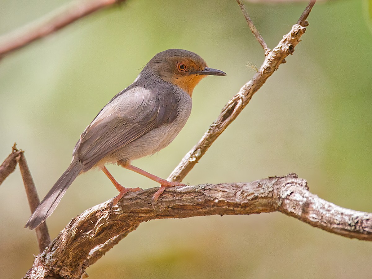 Bamenda Apalis - Apalis bamendae - Birds of the World