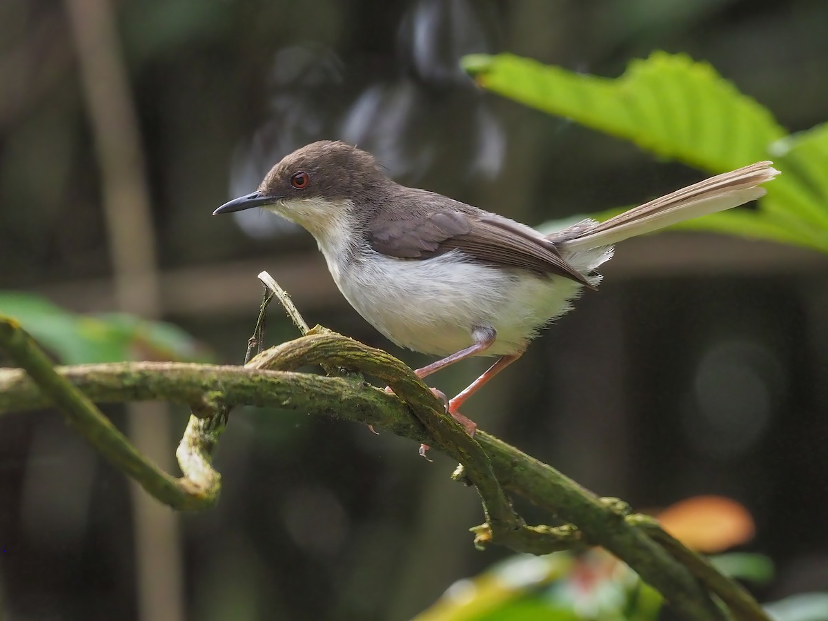 Buff-throated Apalis - Apalis rufogularis - Birds of the World