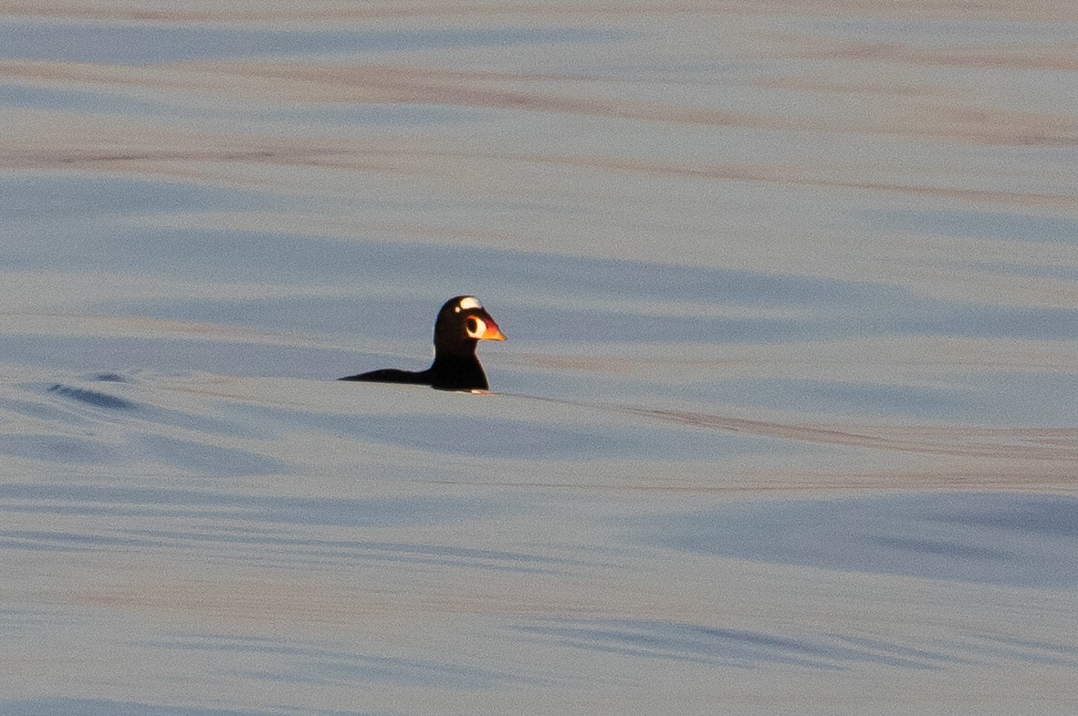 eBird Checklist - 29 Dec 2022 - Between Isles of Shoals and shoreline ...