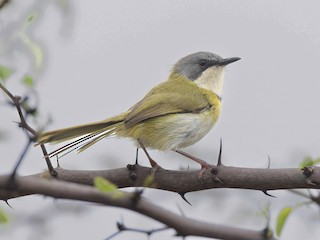 Rudd's Apalis - Apalis ruddi - Birds of the World