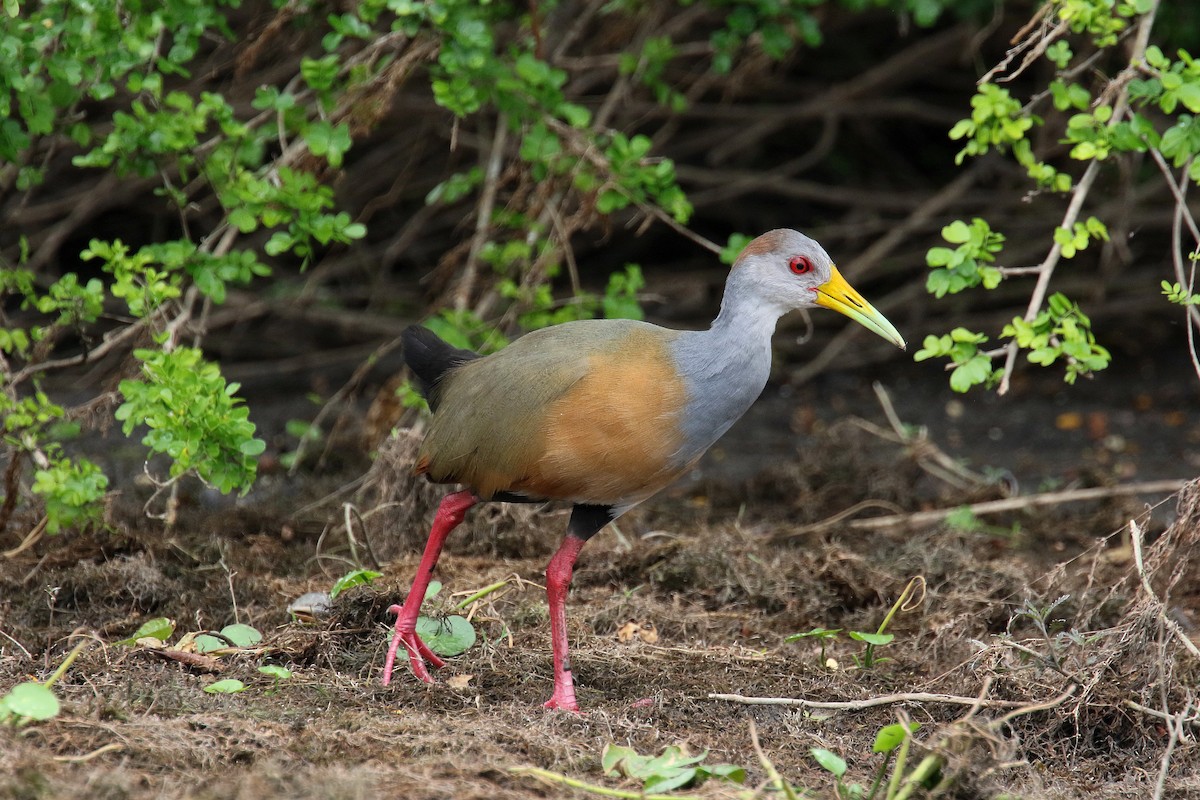 eBird Checklist - 10 Mar 2017 - Crooked Tree Wildlife Sanctuary ...