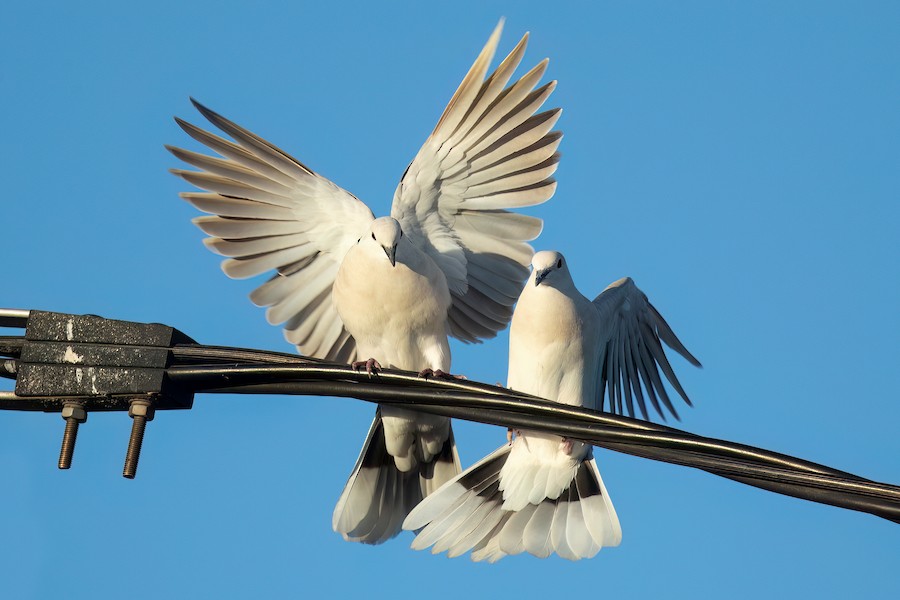 African Collared-Dove (Domestic type or Ringed Turtle-Dove) - eBird
