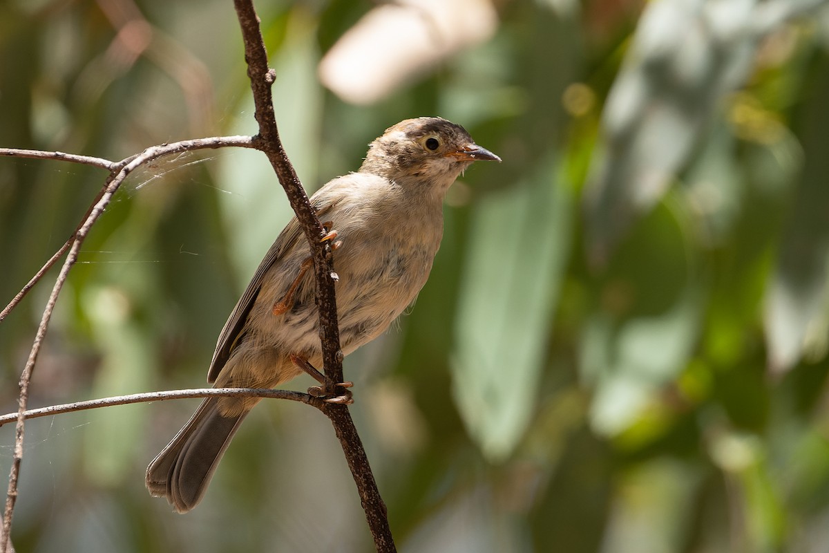 eBird Australia Checklist - 29 Dec 2022 - Greater Bendigo National Park ...