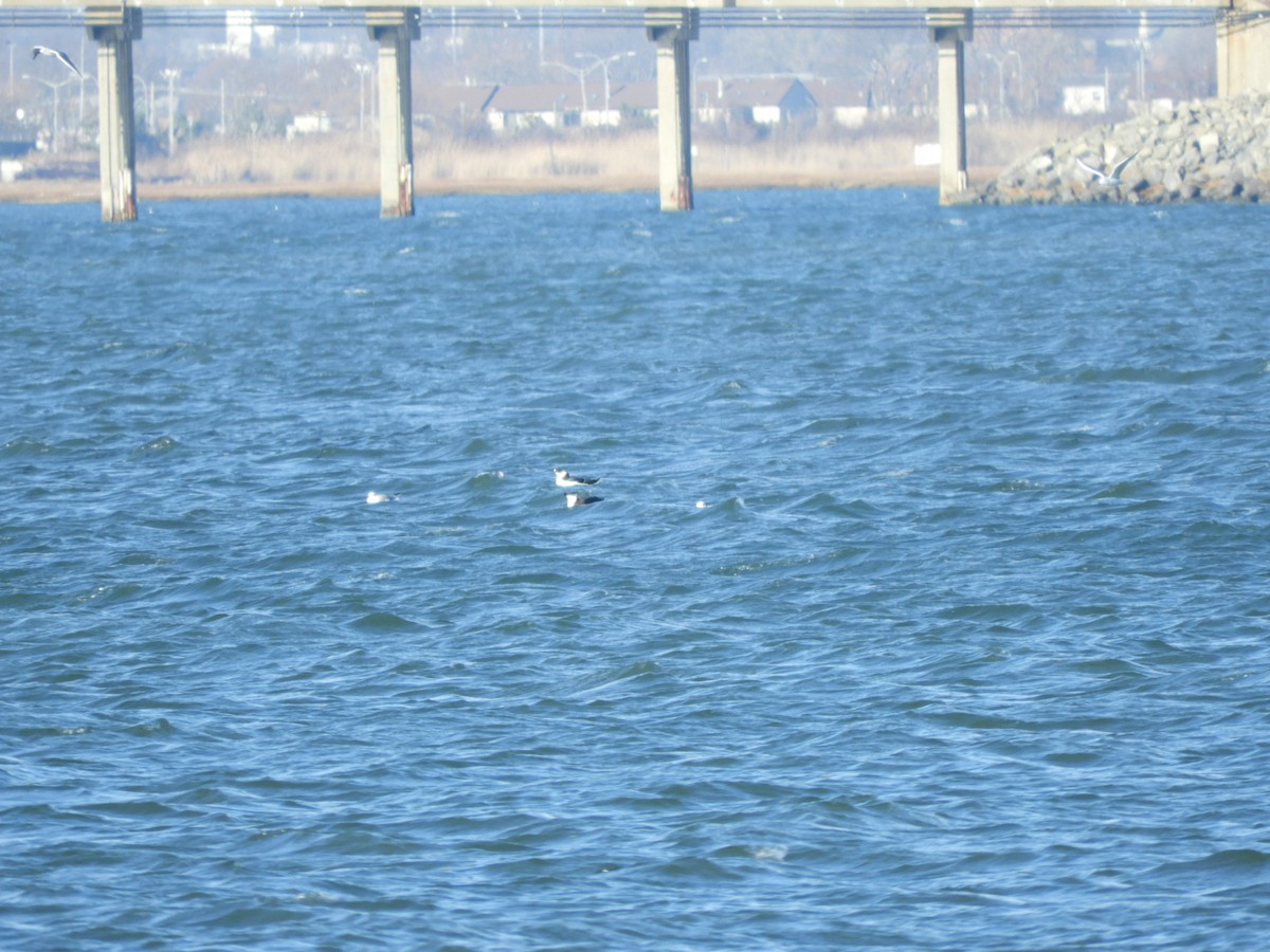 New York Breeding Bird Atlas Checklist - 28 Dec 2022 - Jones Beach SP ...