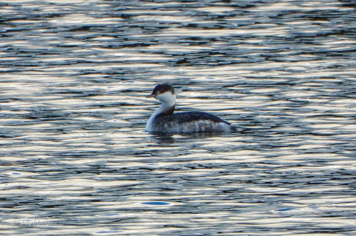 eBird Checklist - 29 Dec 2022 - Mira Mesa GC, 1007 Rio Grande Ave, Lady ...
