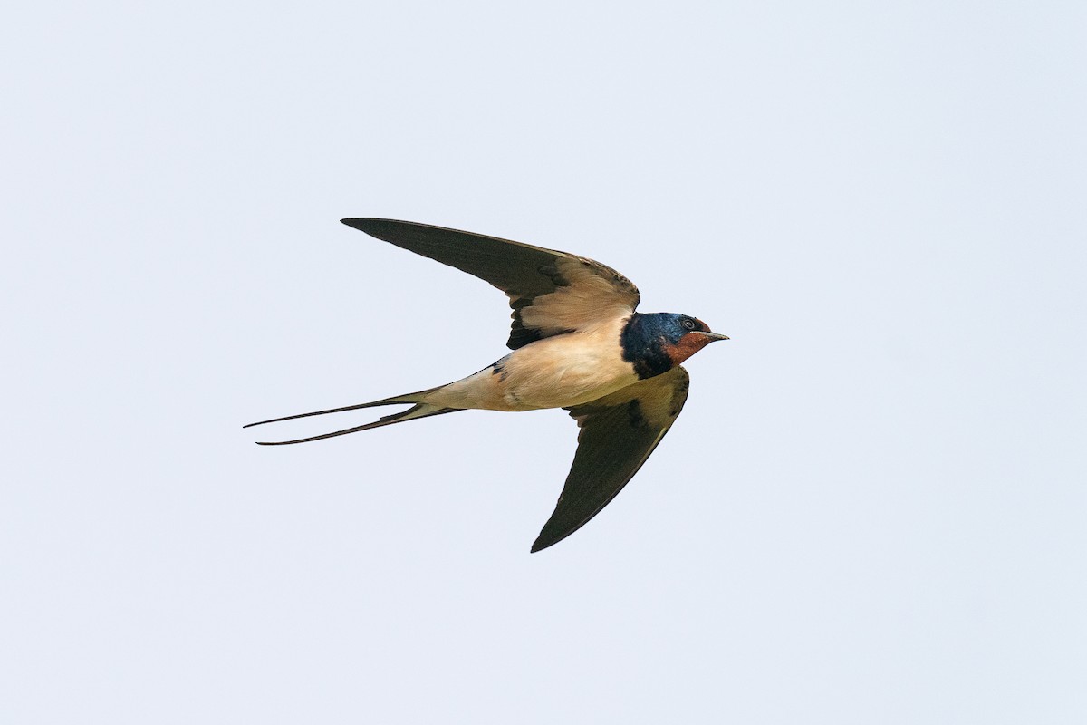 Barn Swallow (Levant) - eBird
