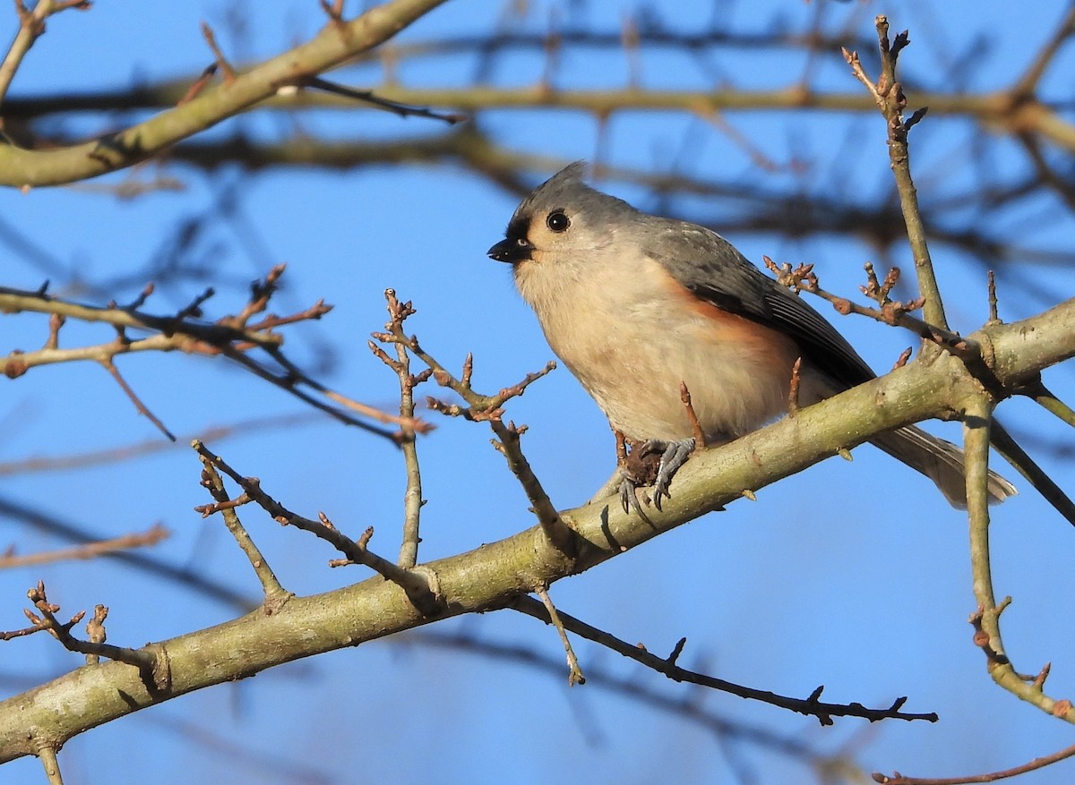 eBird Checklist - 29 Dec 2022 - Bluegreen Patrick Henry Square. - 23 ...