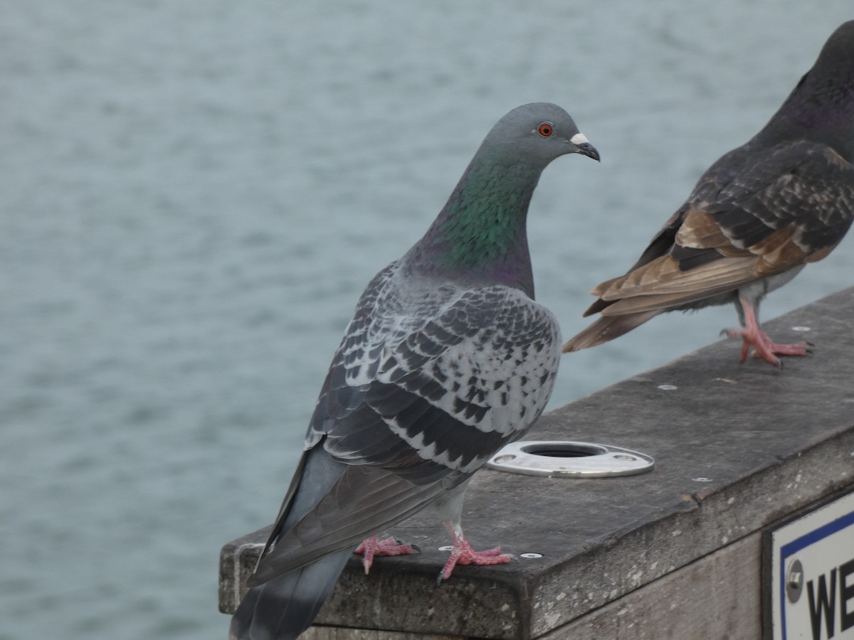 eBird Checklist - 30 Dec 2022 - Venice Fishing Pier - 25 species (+1 ...
