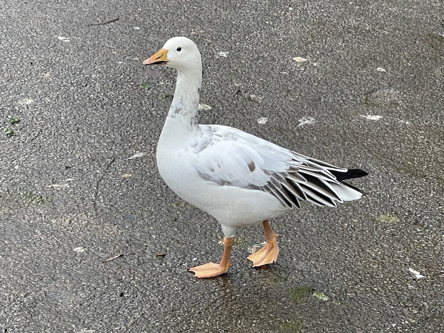 Bar-headed x Snow Goose (hybrid) - eBird