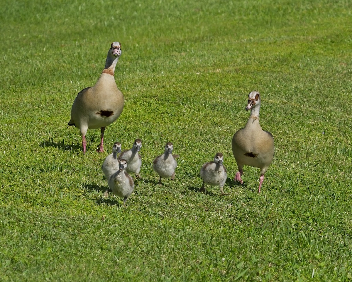 eBird Checklist - 29 Dec 2022 - Peaceful Waters Sanctuary - 37 species