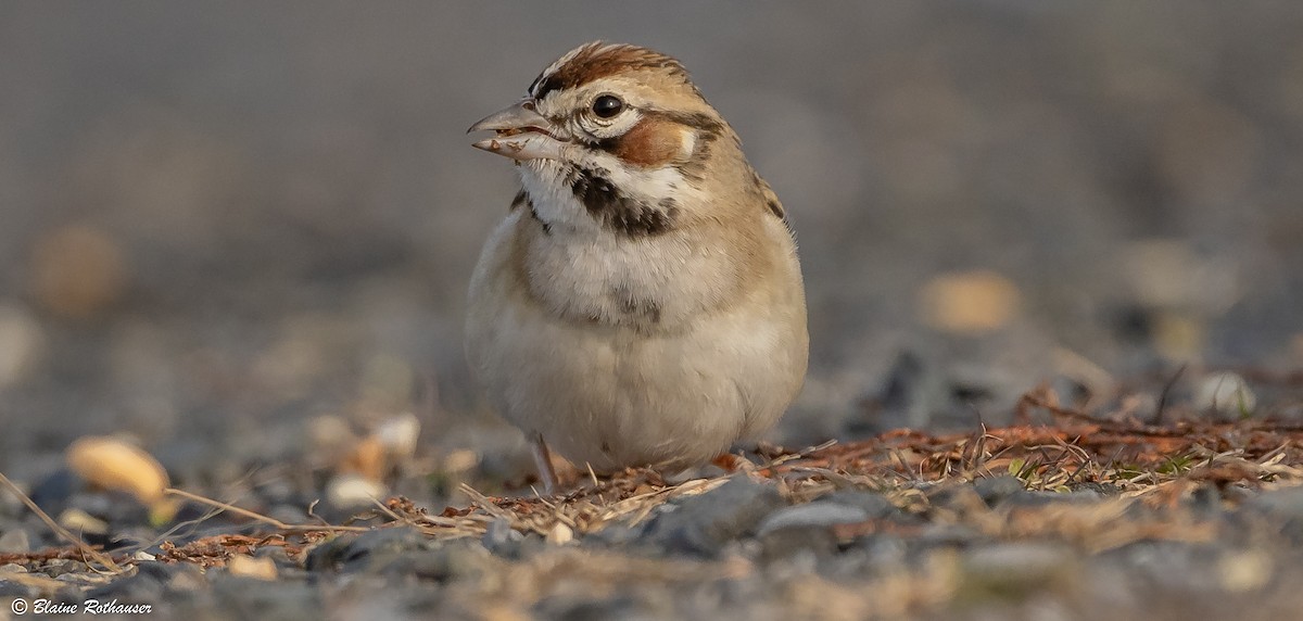 eBird Checklist - 29 Dec 2022 - Sandy Hook - 44 species
