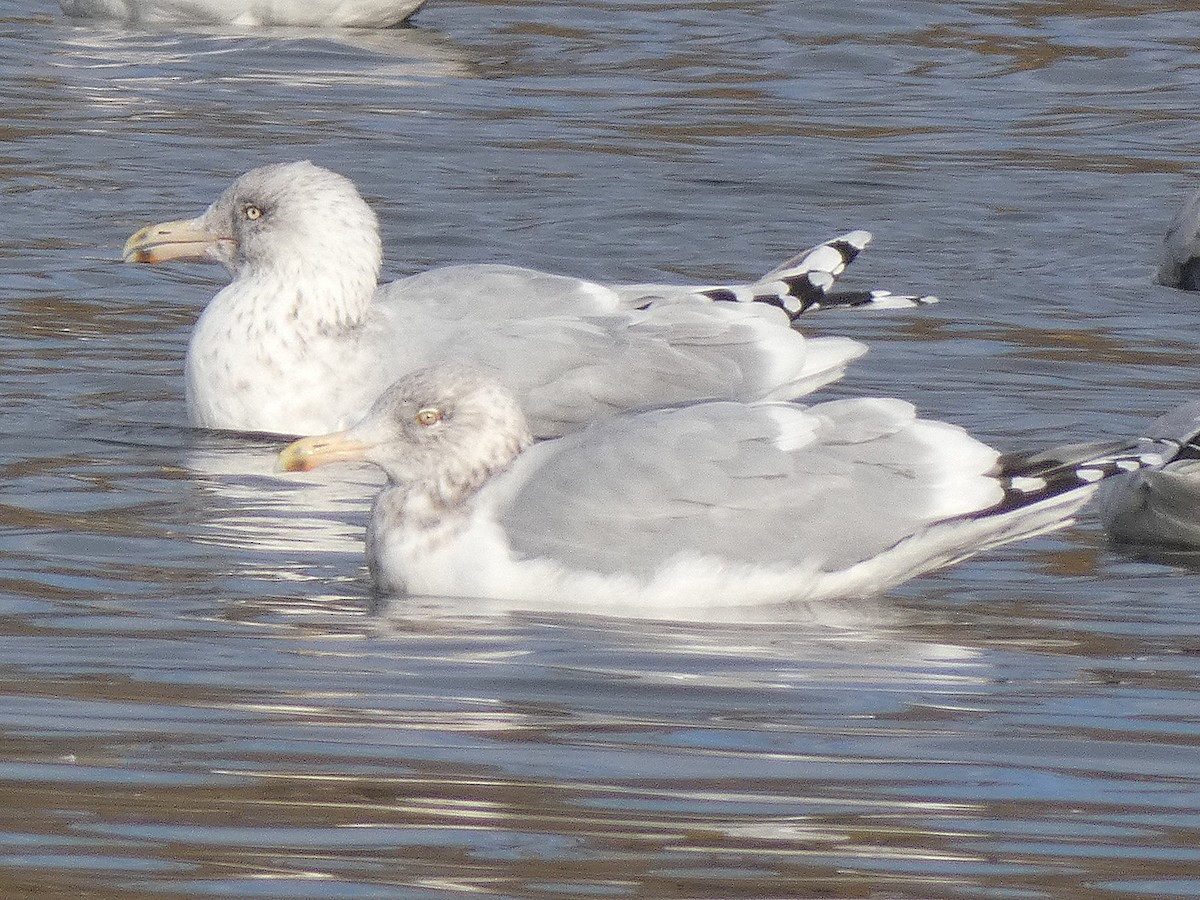 eBird Checklist - 30 Dec 2022 - St. John's--Quidi Vidi Lake - 6 species ...