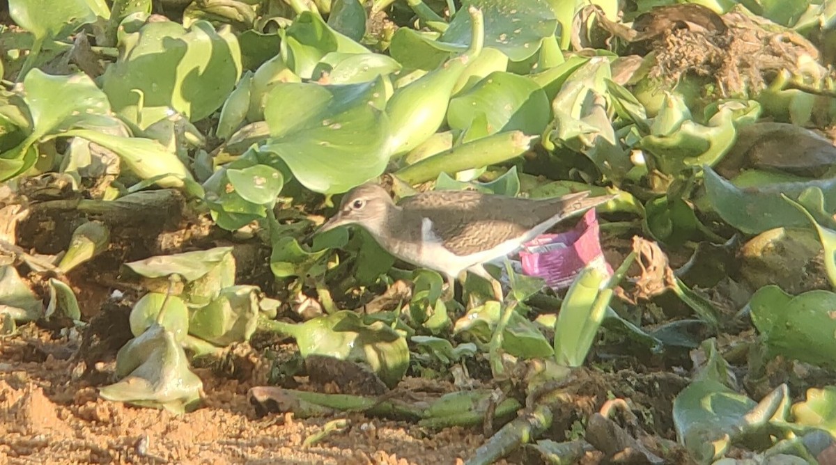 eBird Checklist - 31 Dec 2022 - Veli--Lake and Beach - 21 species