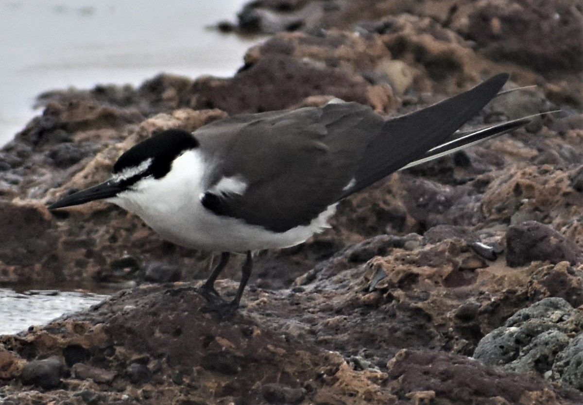 eBird Australia Checklist - 31 Dec 2022 - Lee Point - 9 species